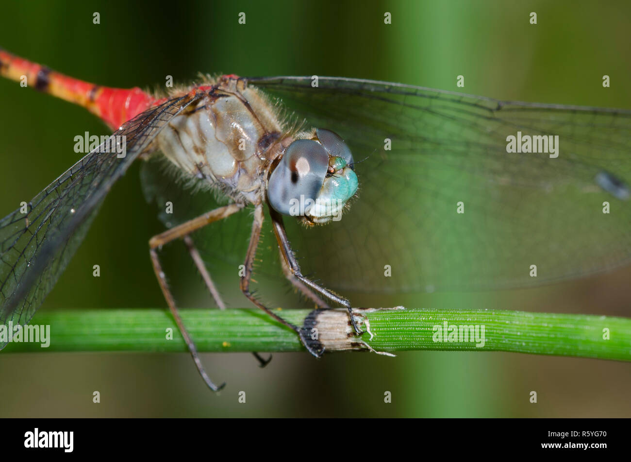 Male blue faced meadowhawk hi-res stock photography and images - Alamy