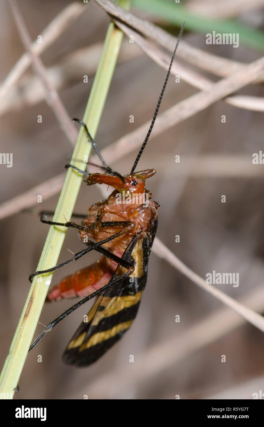Female common scorpionfly hi-res stock photography and images - Alamy