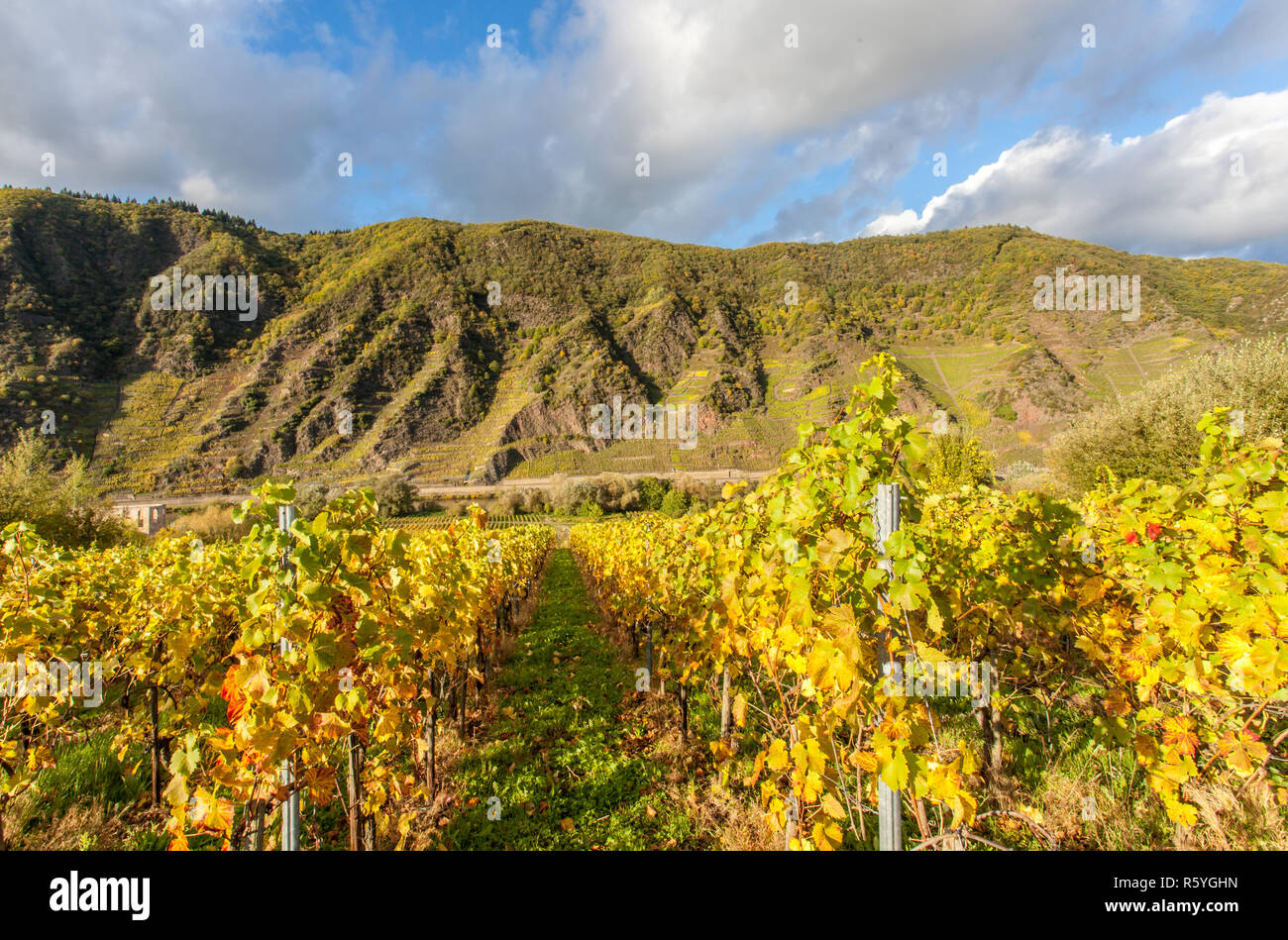 The steepest vineyard europe hi-res stock photography and images - Alamy