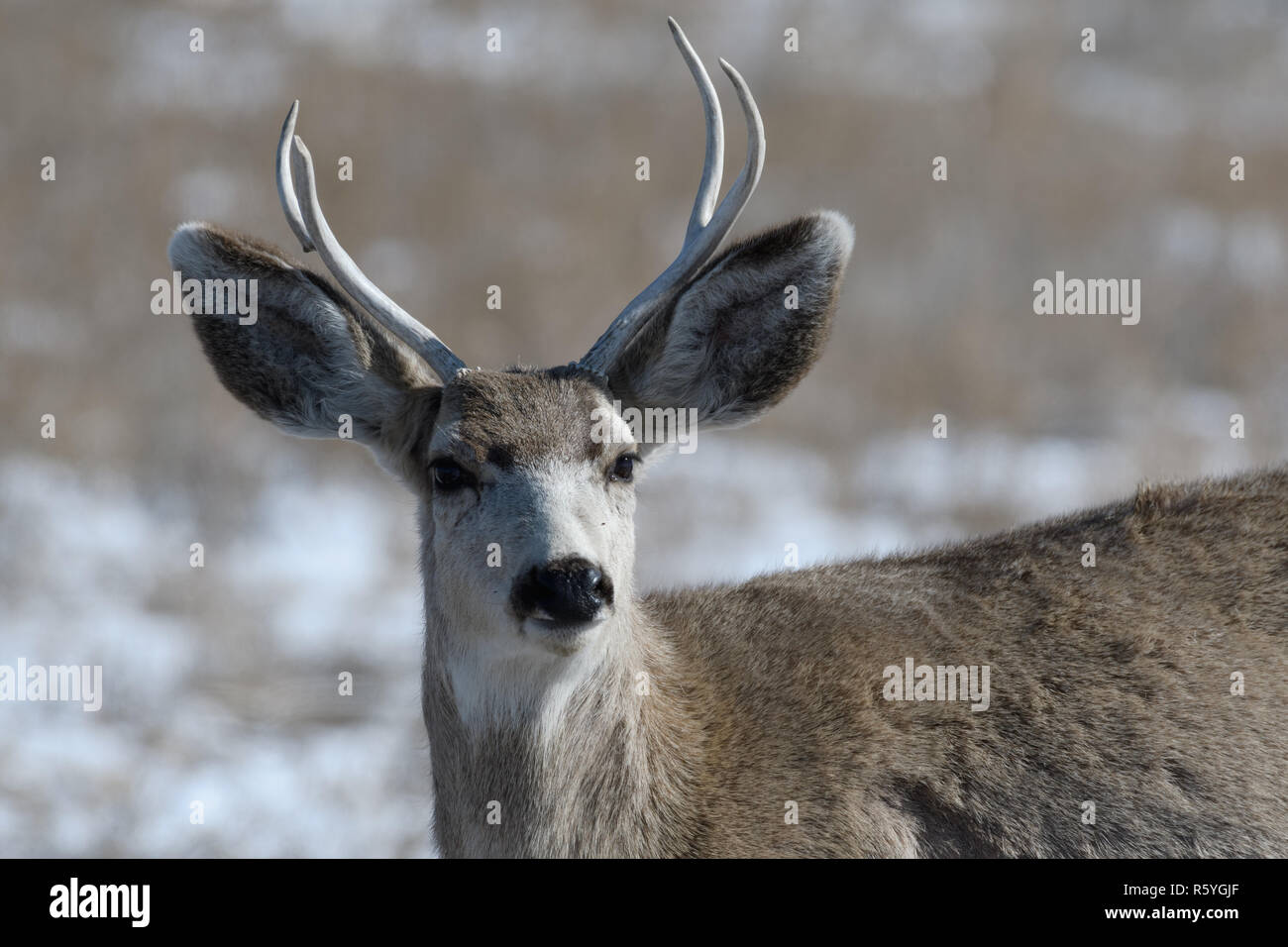 Mule deer buck yearling hi-res stock photography and images - Alamy