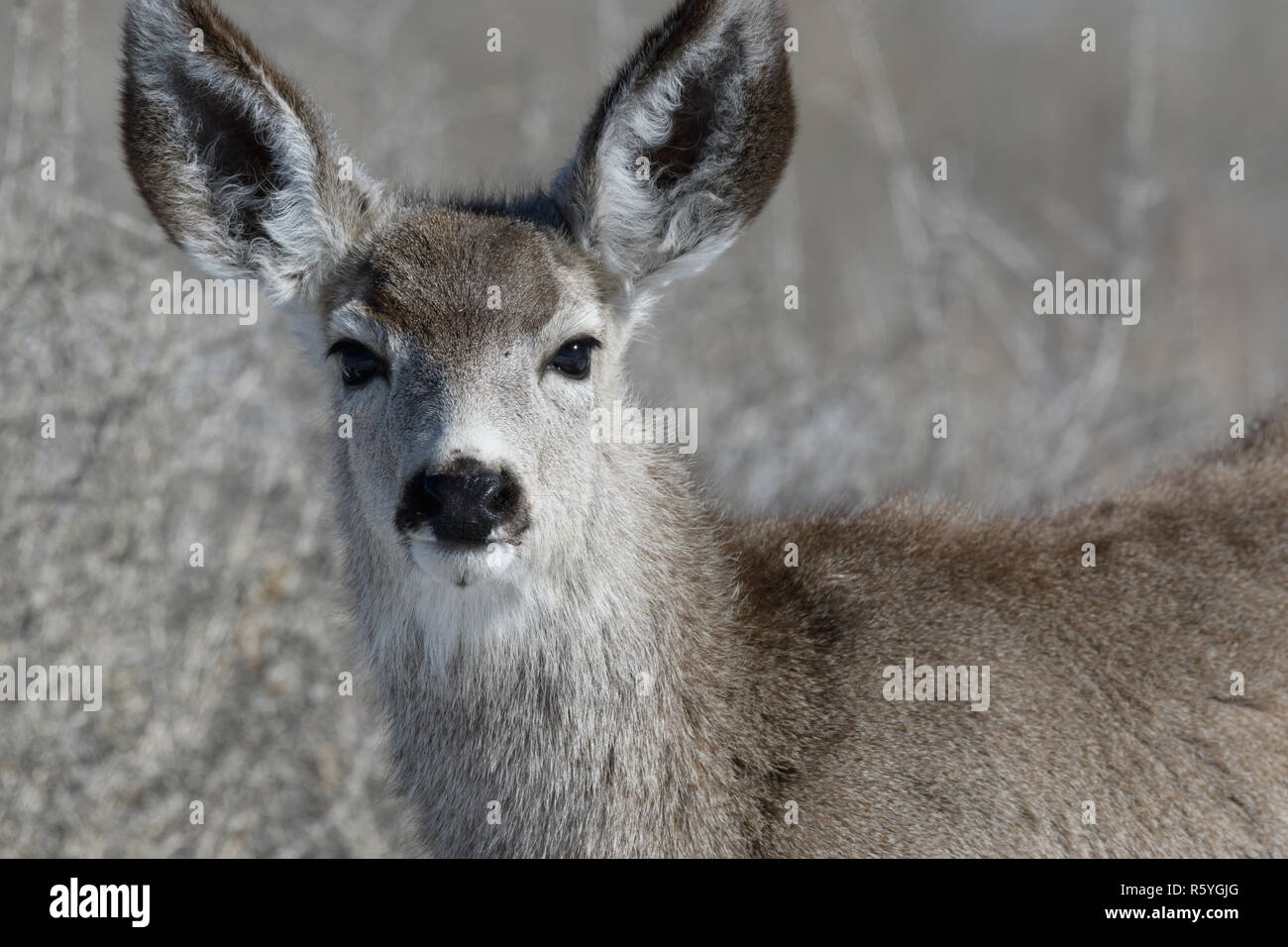 Mule deer yearling hi-res stock photography and images - Alamy