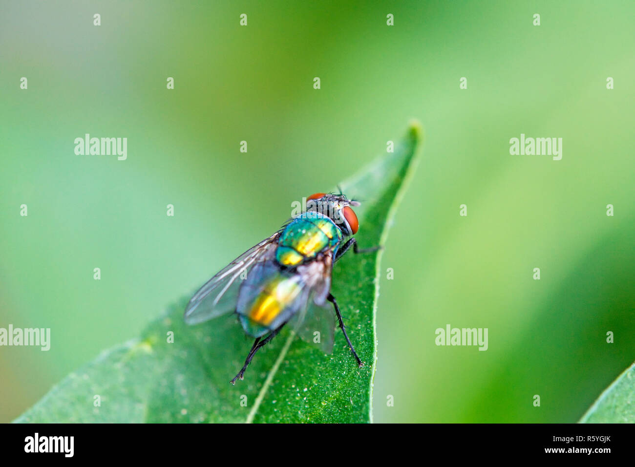 Emperor gold fly hi-res stock photography and images - Alamy