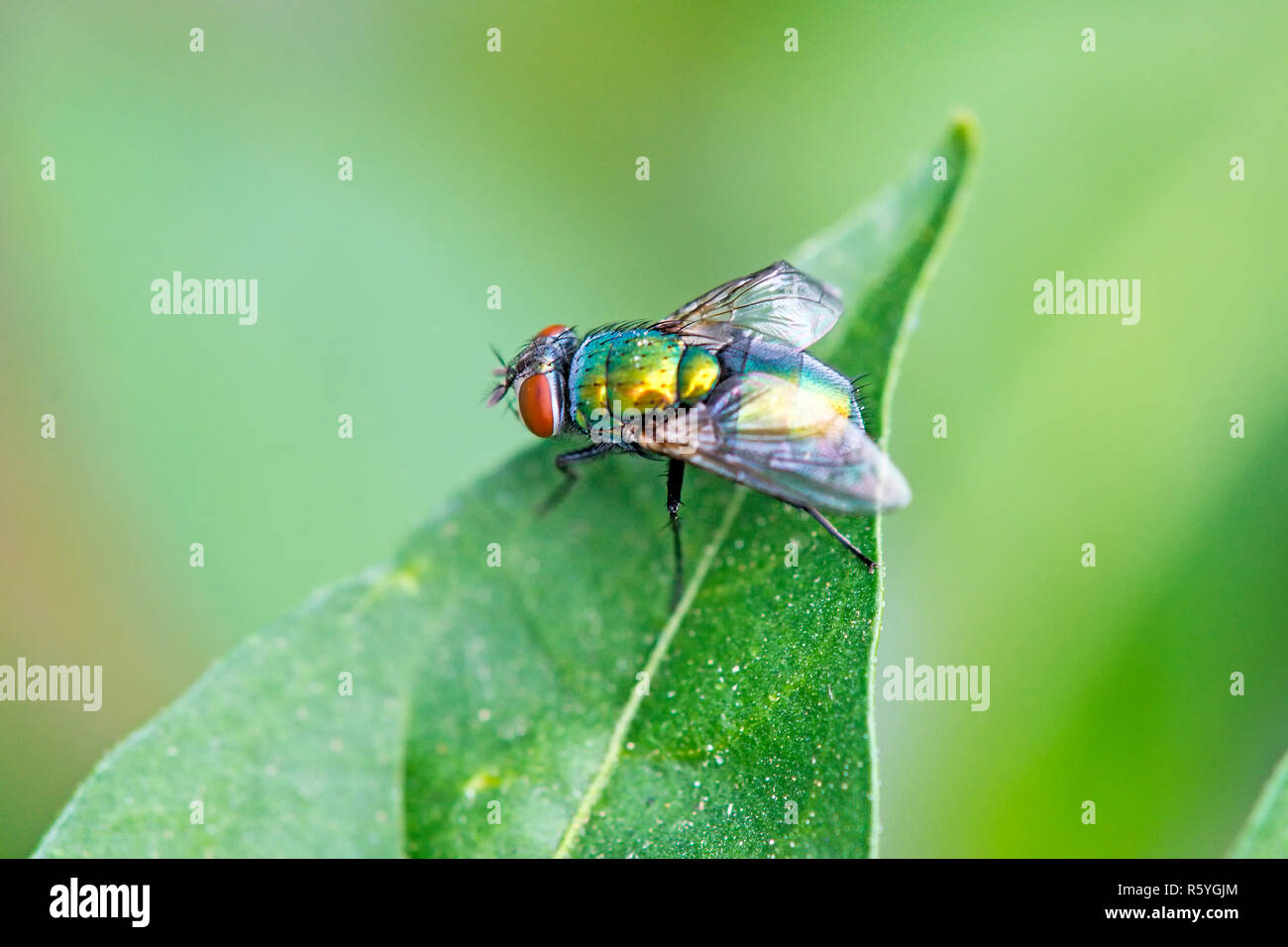 Emperor gold fly hi-res stock photography and images - Alamy