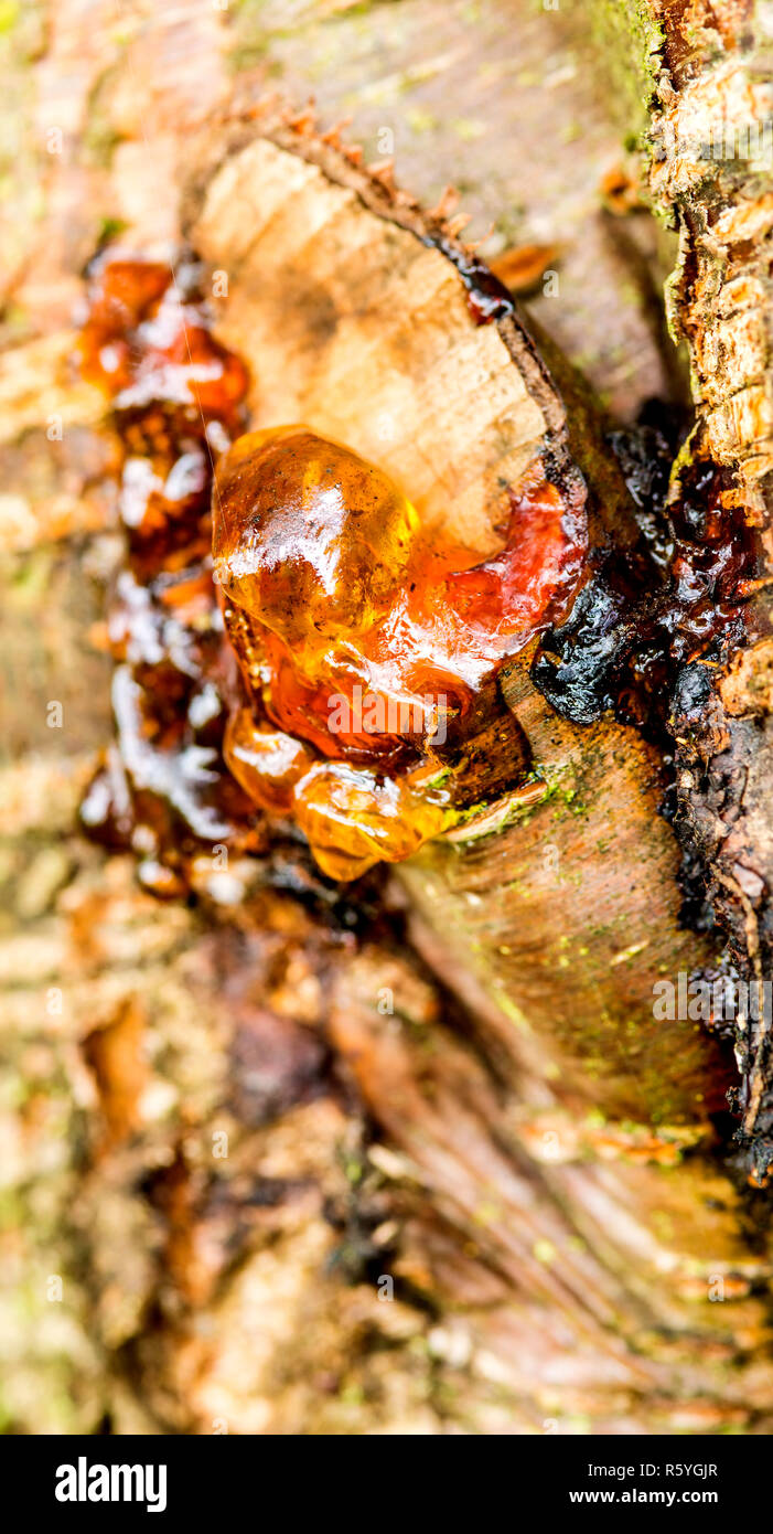 tree resin,leaving a wound Stock Photo - Alamy