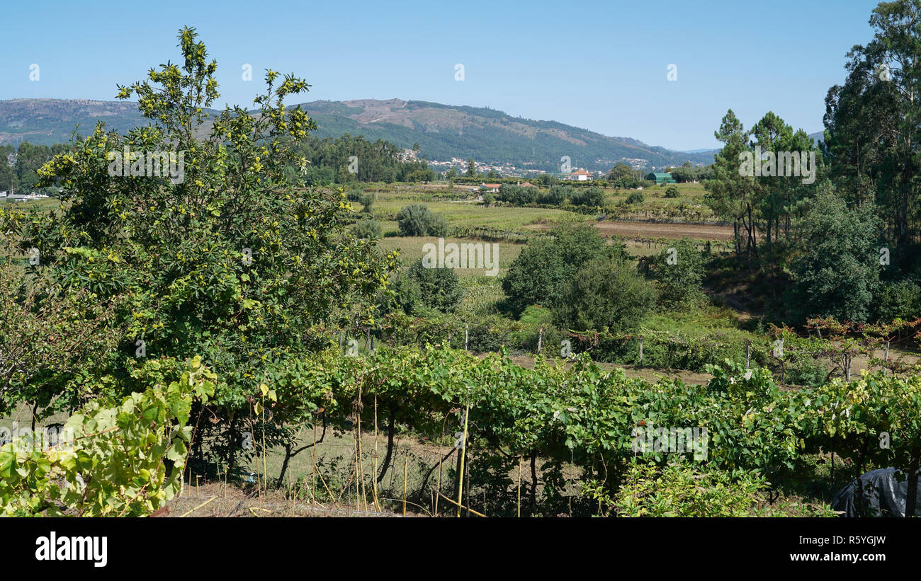 Landscape, Aborim, Camino de Santiago, Portugal Stock Photo - Alamy