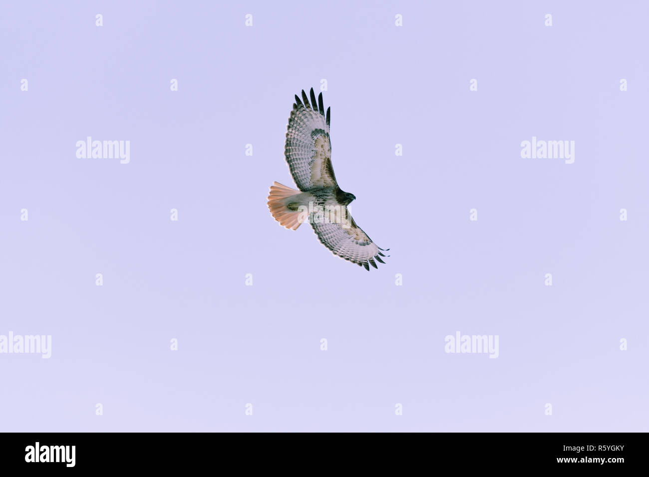 Red-tailed hawk flying in winter Stock Photo - Alamy