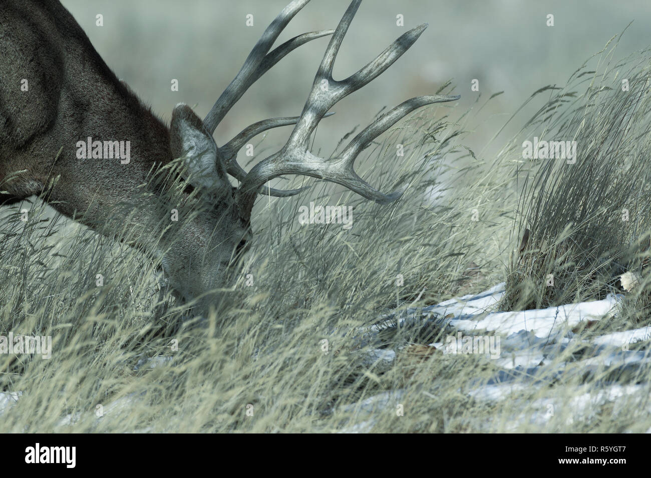 Mule deer yearling hi-res stock photography and images - Alamy