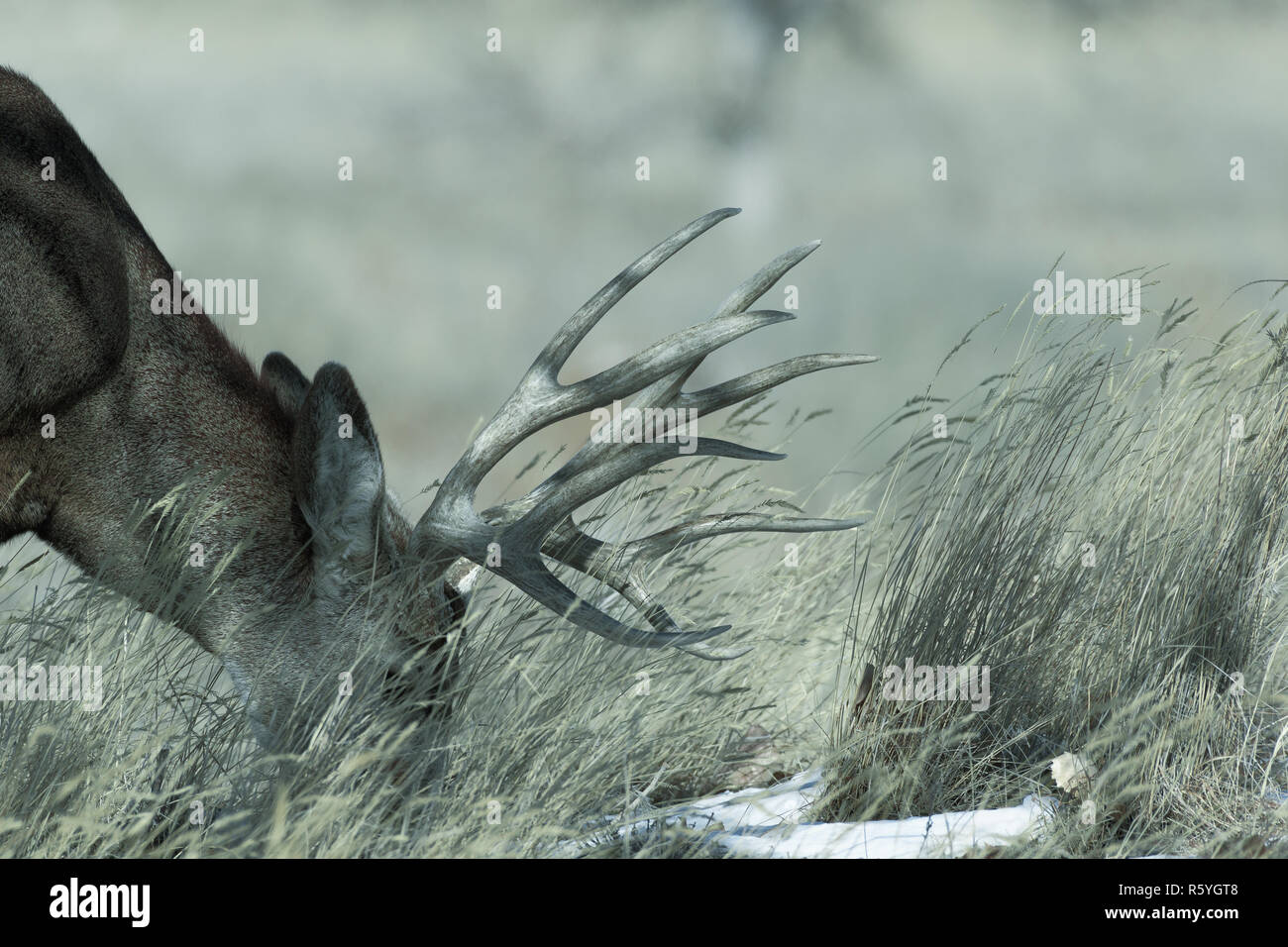Mule grass hi-res stock photography and images - Alamy