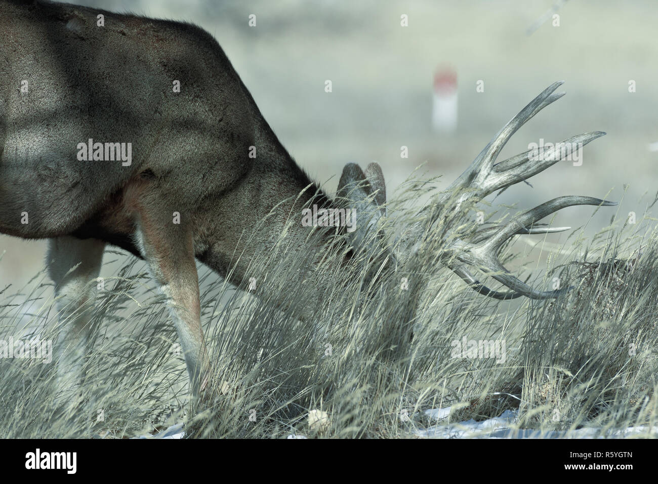 Mule deer yearling hi-res stock photography and images - Alamy