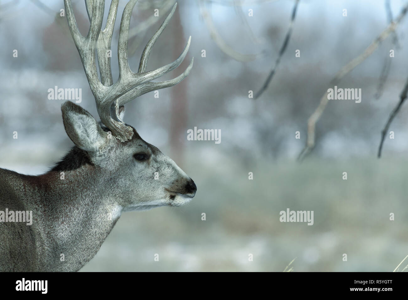Mule deer buck yearling hi-res stock photography and images - Alamy