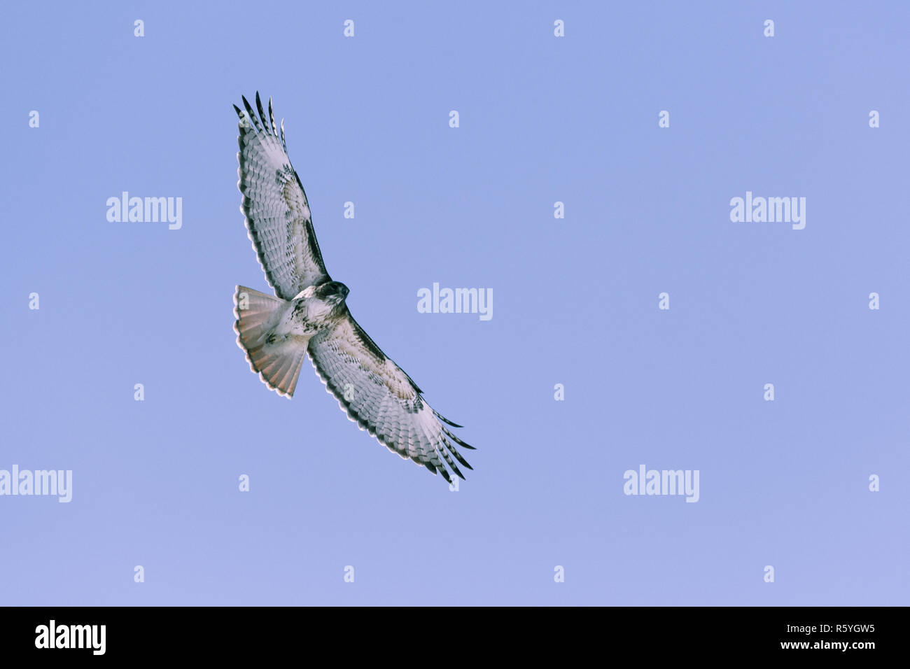 Red-tailed hawk flying in winter Stock Photo - Alamy