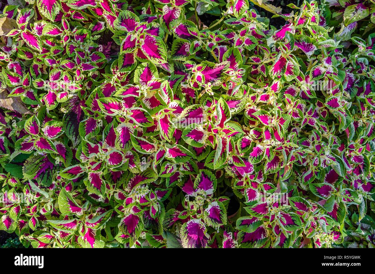 Coleus plant ornamental leaves Stock Photo - Alamy