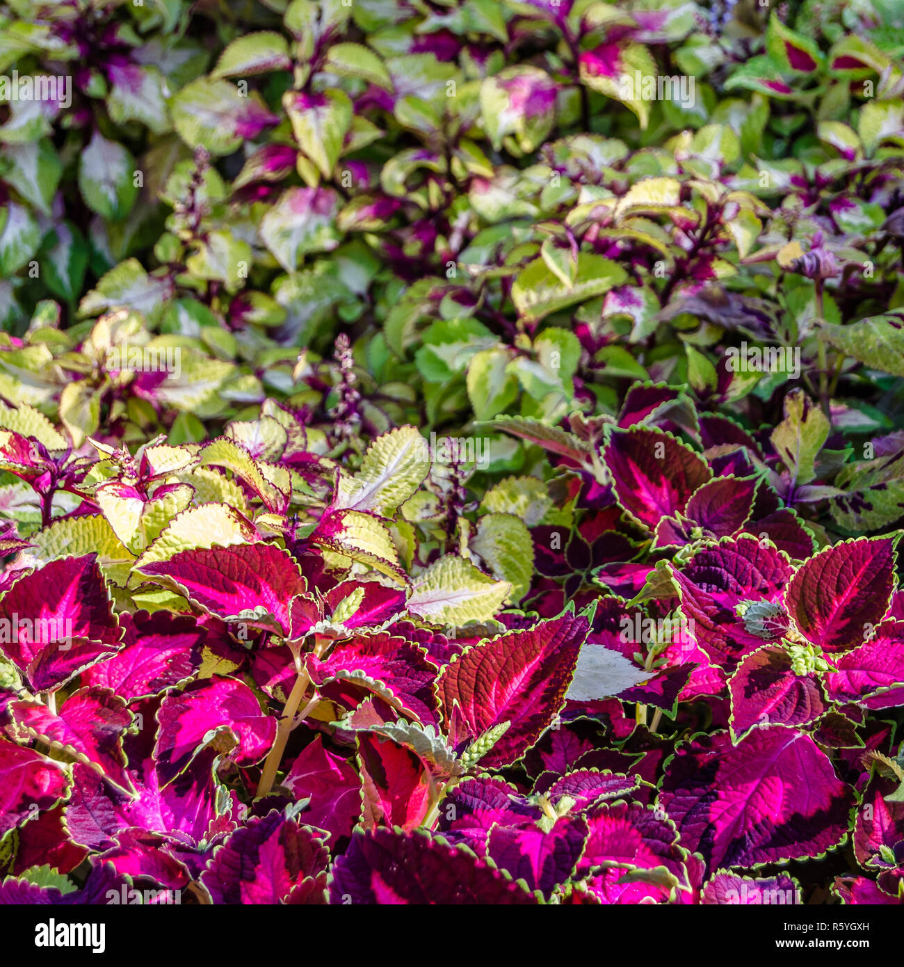 Coleus plant ornamental leaves Stock Photo - Alamy