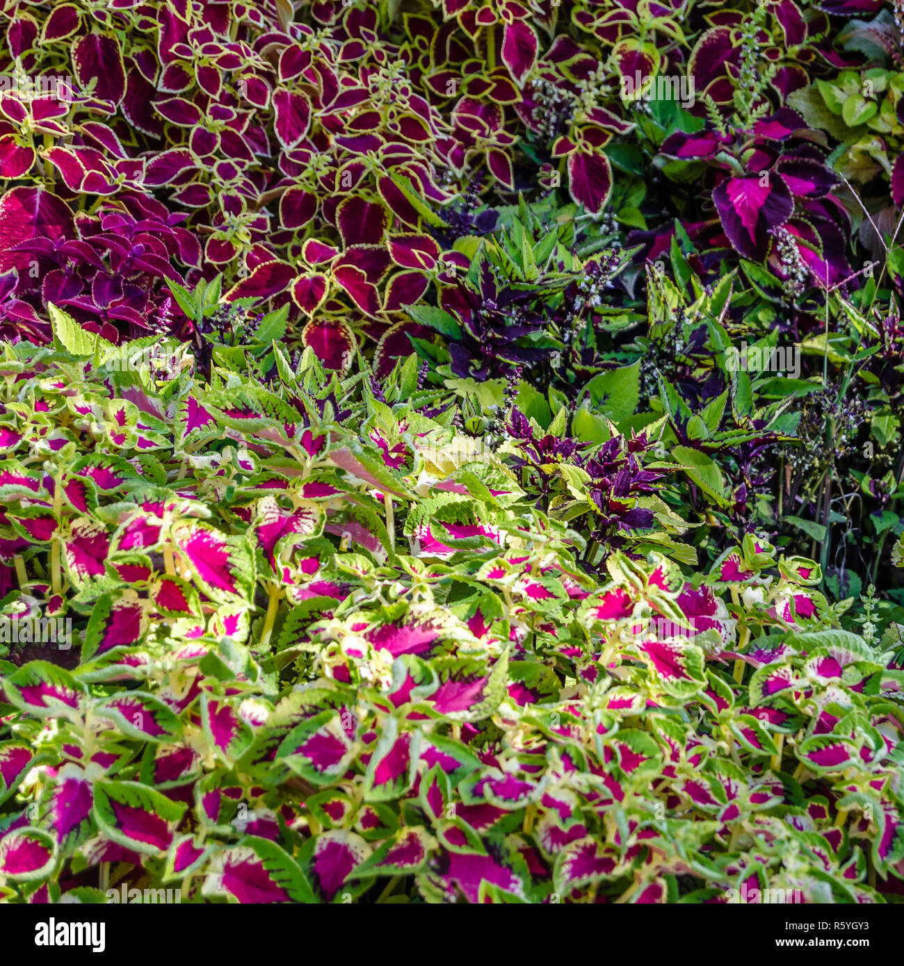 Coleus plant ornamental leaves Stock Photo - Alamy