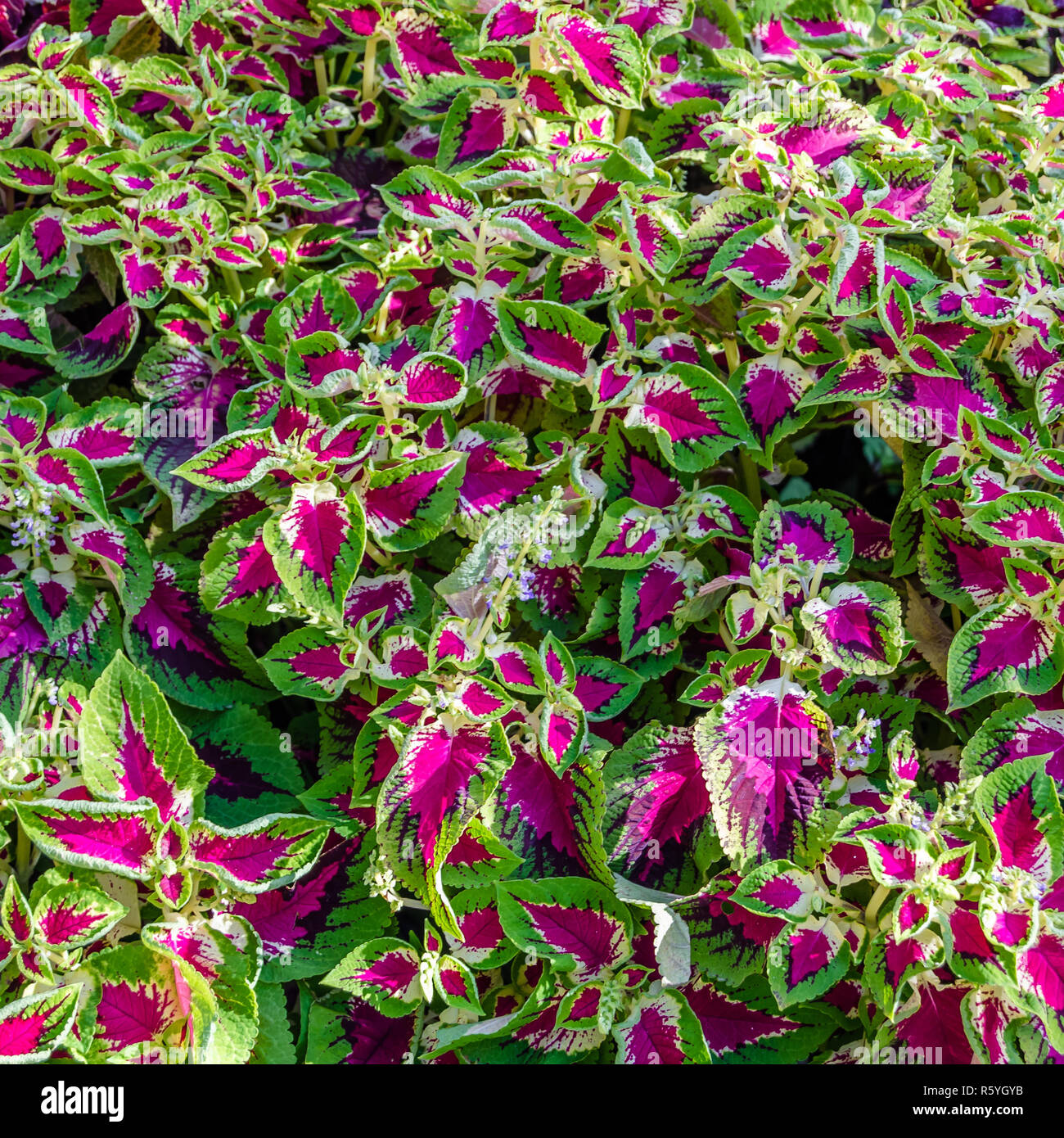 Coleus plant ornamental leaves Stock Photo - Alamy