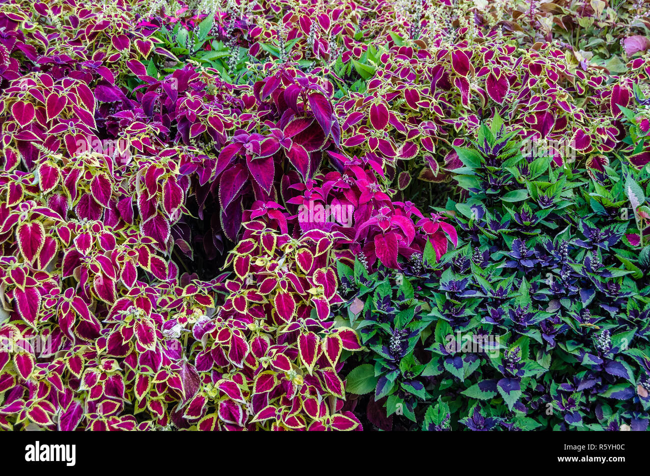 Coleus plant ornamental leaves Stock Photo - Alamy