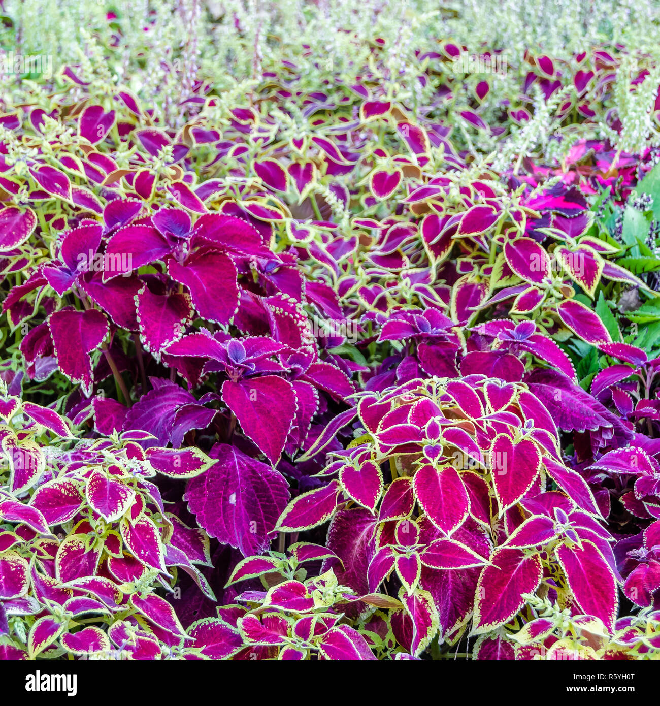 Coleus plant ornamental leaves Stock Photo - Alamy