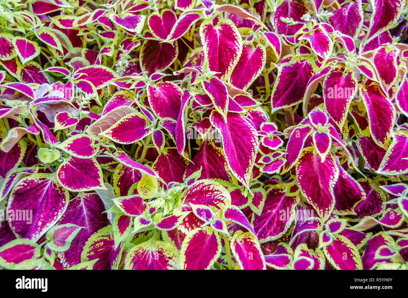Coleus plant ornamental leaves Stock Photo - Alamy