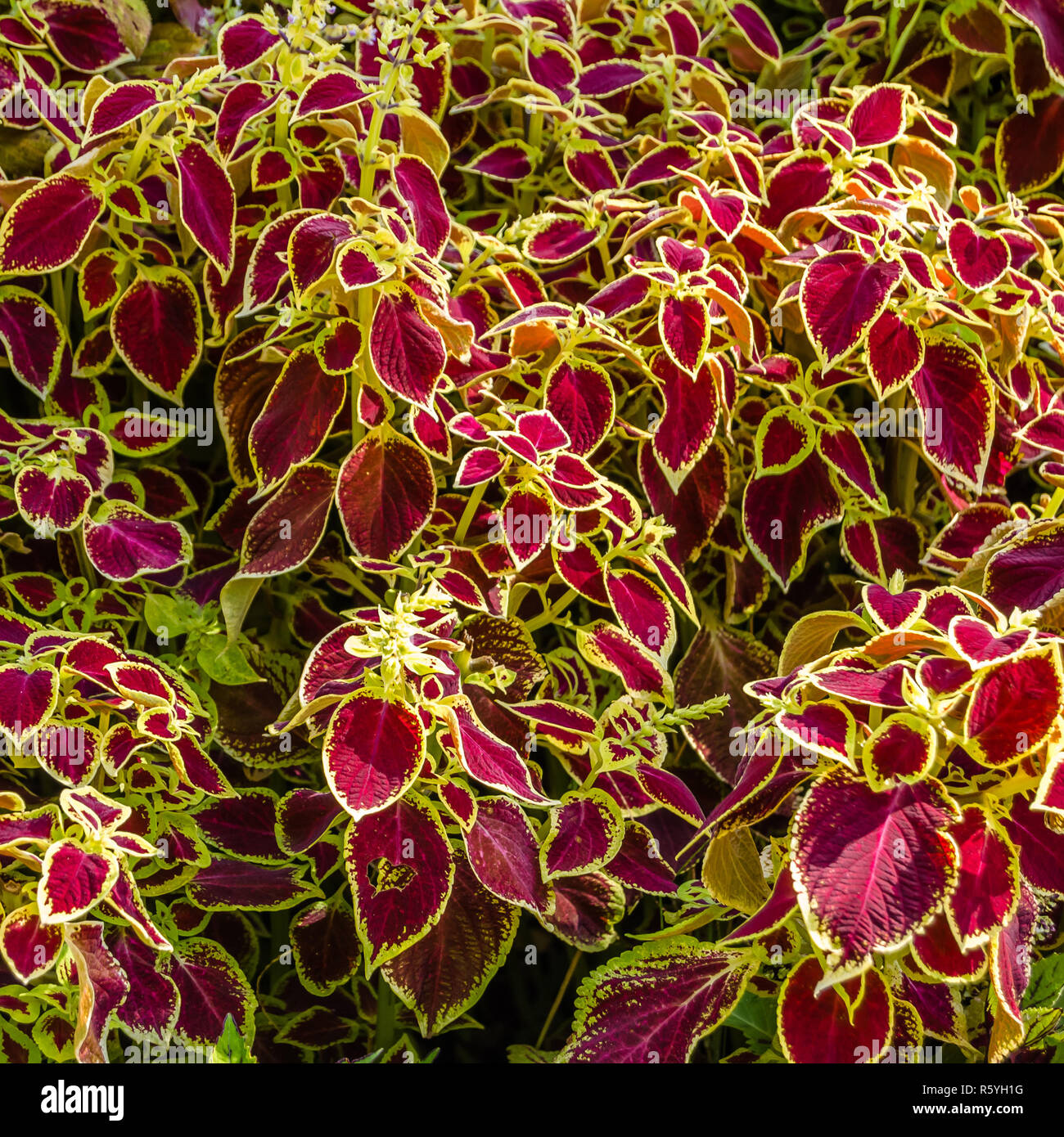 Coleus plant ornamental leaves Stock Photo - Alamy