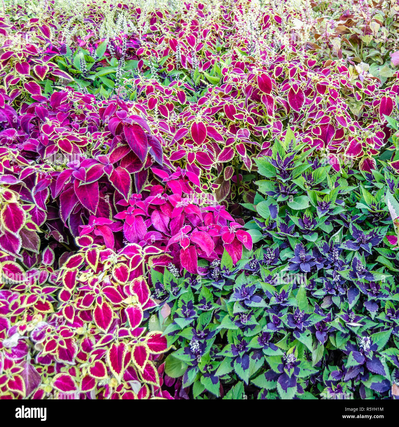 Coleus plant ornamental leaves Stock Photo - Alamy