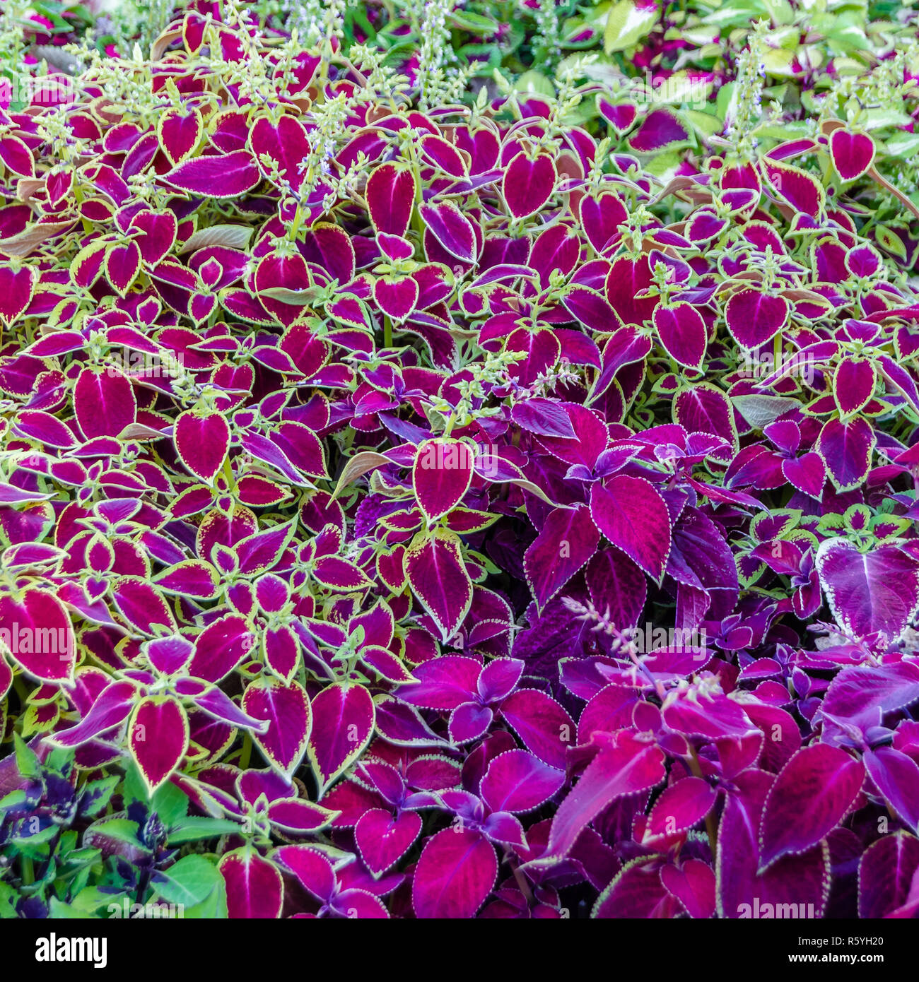 Coleus plant ornamental leaves Stock Photo - Alamy
