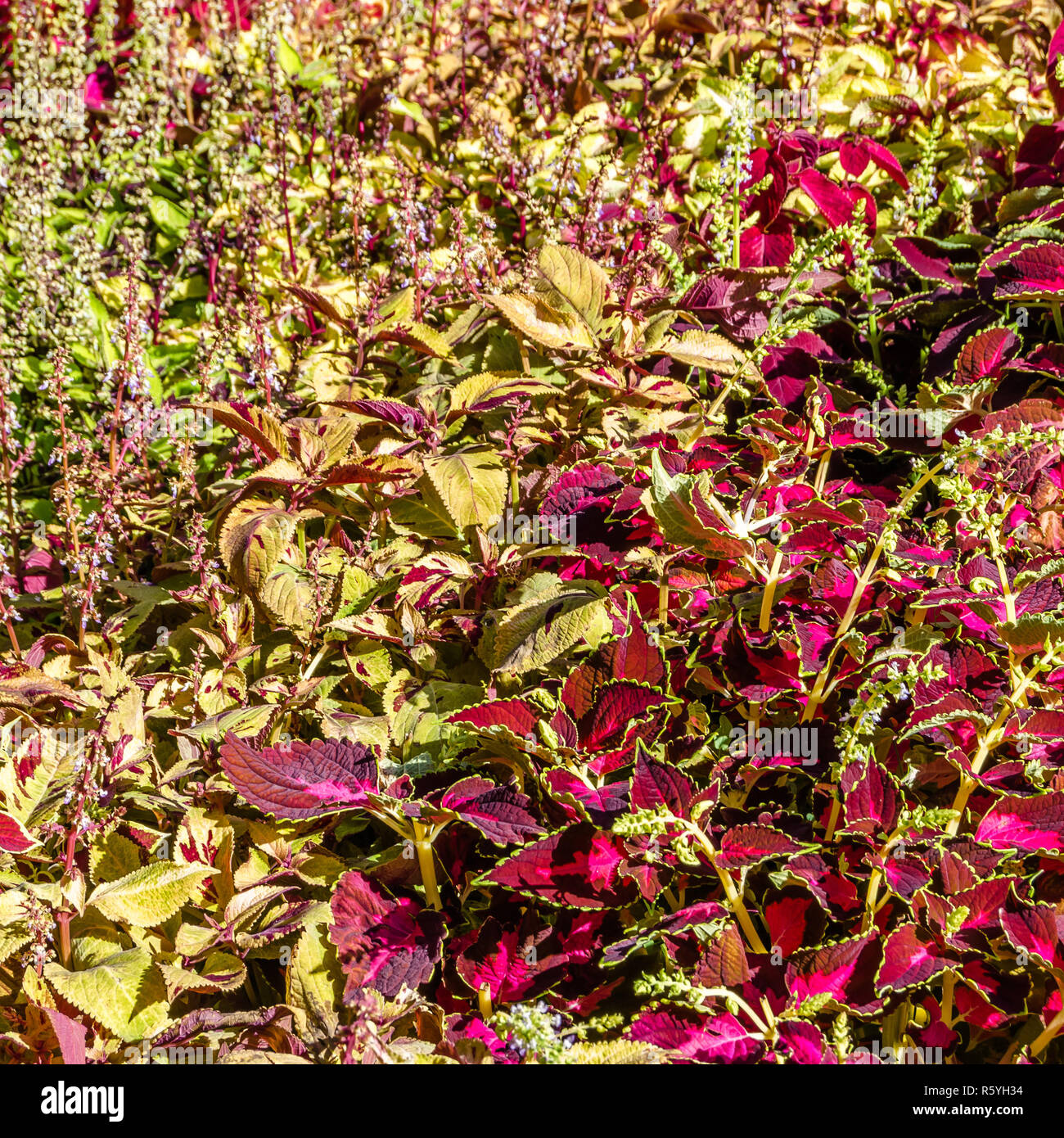 Coleus plant ornamental leaves Stock Photo - Alamy