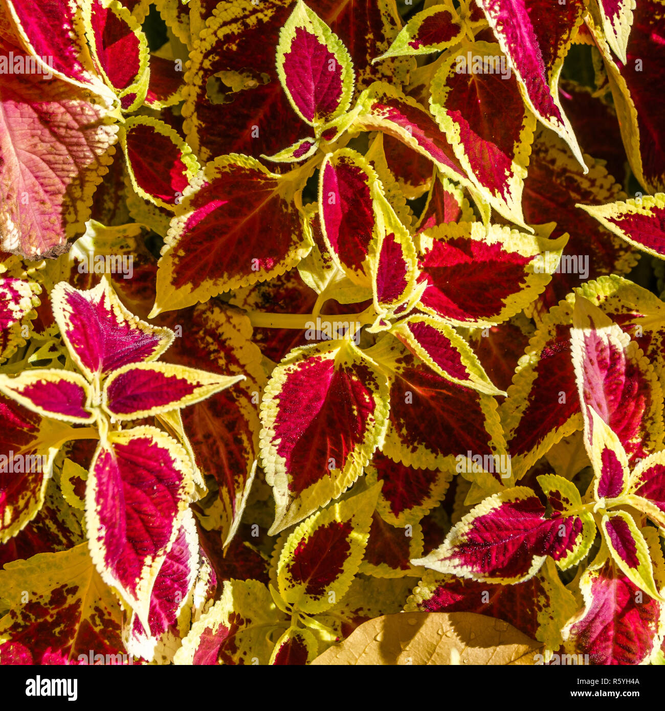 Coleus plant ornamental leaves Stock Photo - Alamy