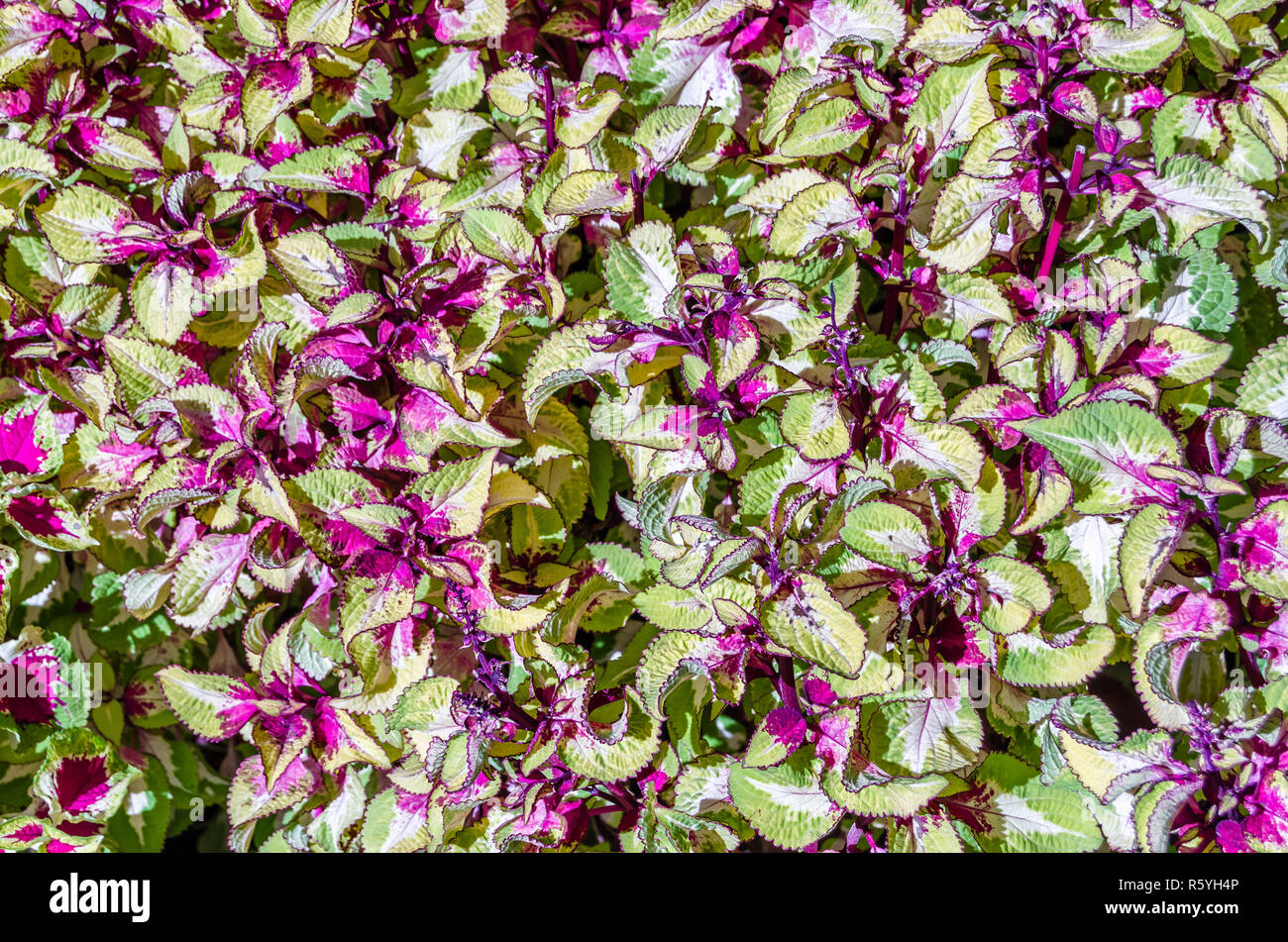 Coleus plant ornamental leaves Stock Photo - Alamy