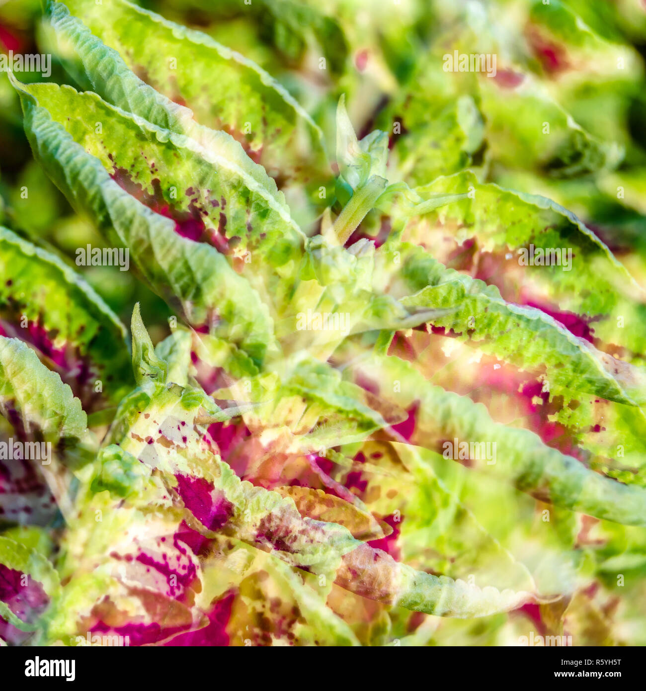Coleus plant ornamental leaves Stock Photo - Alamy