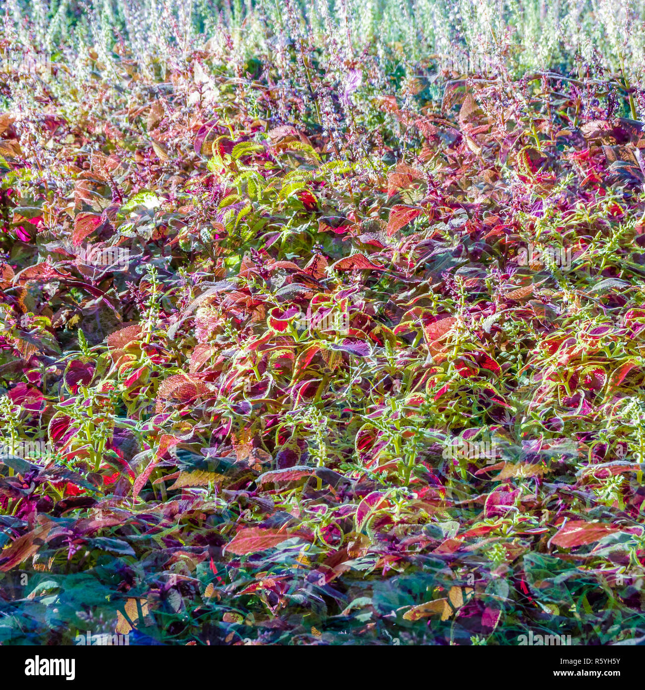 Coleus plant ornamental leaves Stock Photo - Alamy