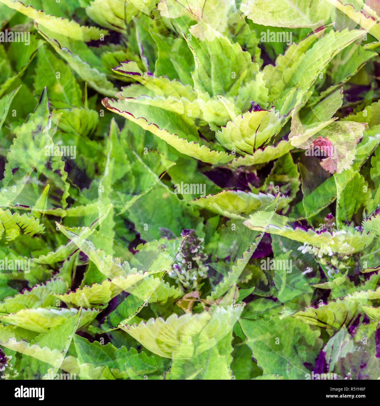 Coleus plant ornamental leaves Stock Photo - Alamy