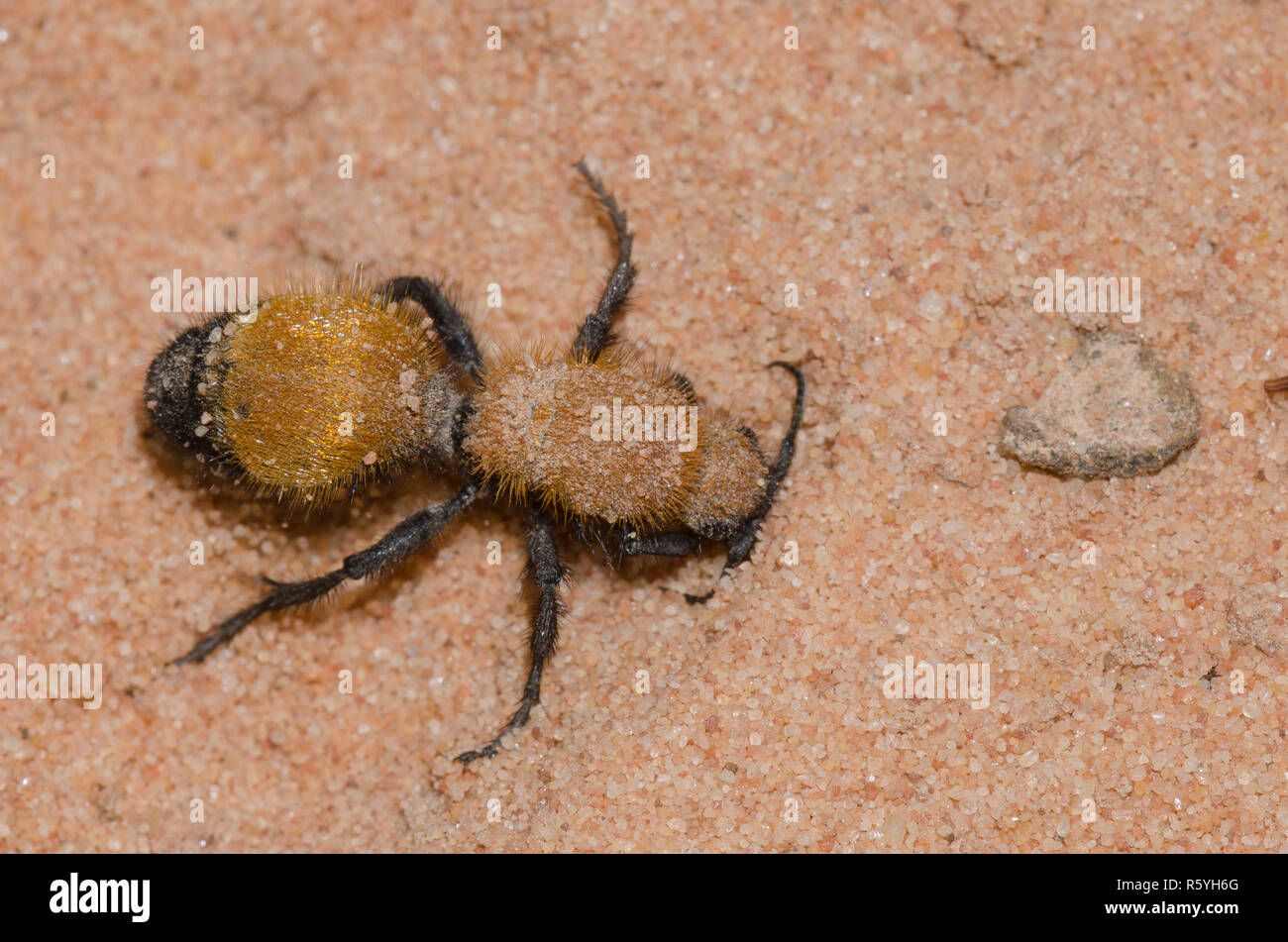 Velvet ant hi-res stock photography and images - Alamy