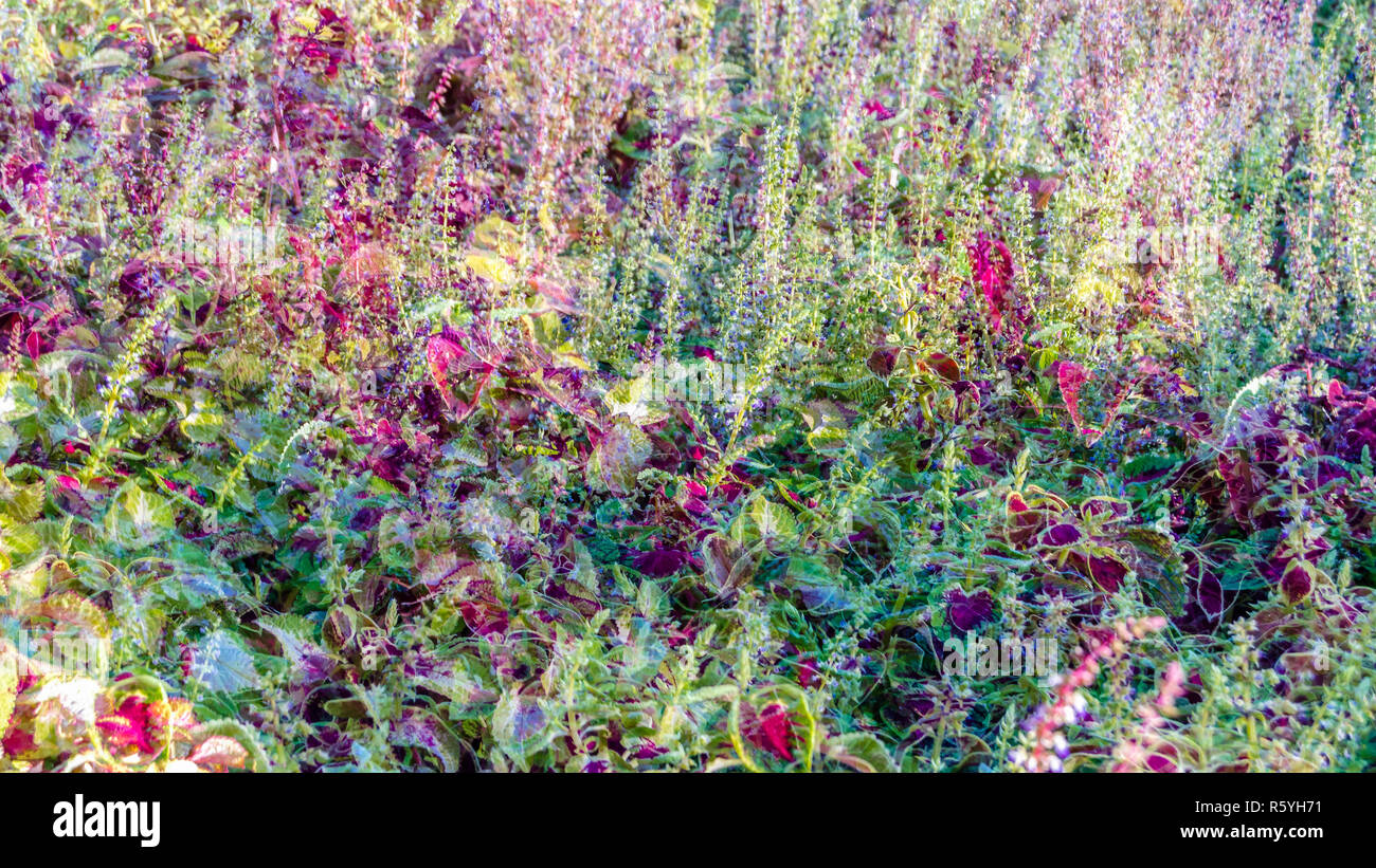 Coleus plant ornamental leaves Stock Photo - Alamy