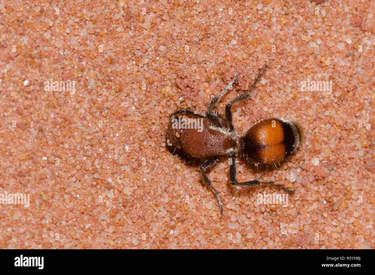Velvet Ant, Dasymutilla vesta Stock Photo - Alamy