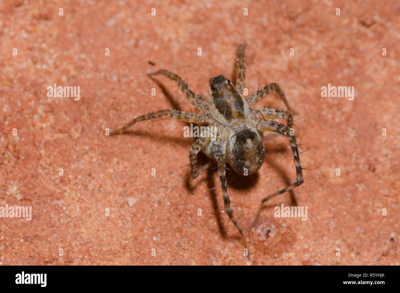 Thinlegged Wolf Spider, Pardosa sp., female with egg case Stock Photo ...