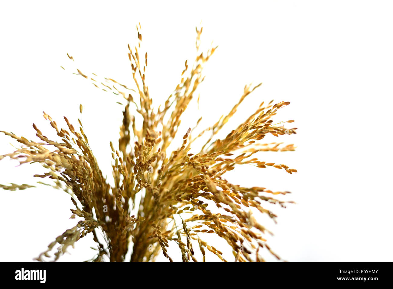 Yellow paddy rice grain isolated on white background Stock Photo - Alamy