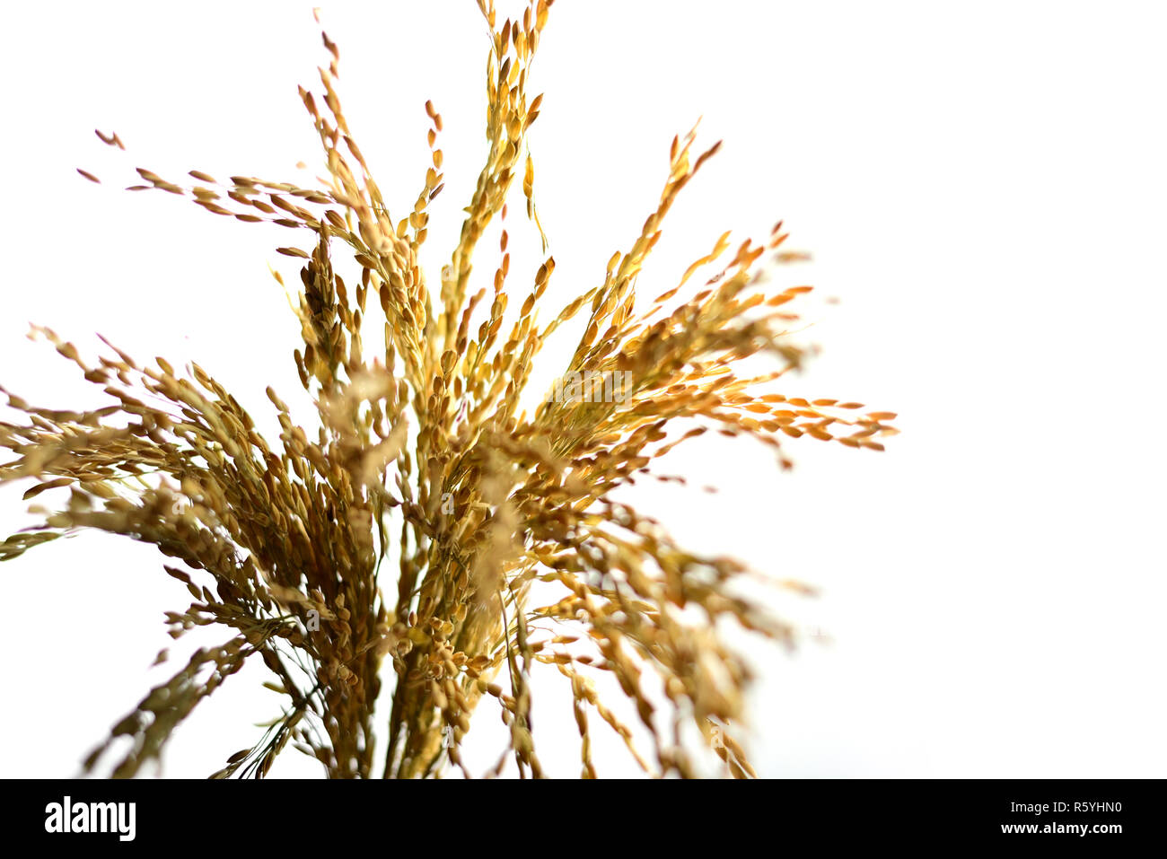 Yellow paddy rice grain isolated on white background Stock Photo - Alamy
