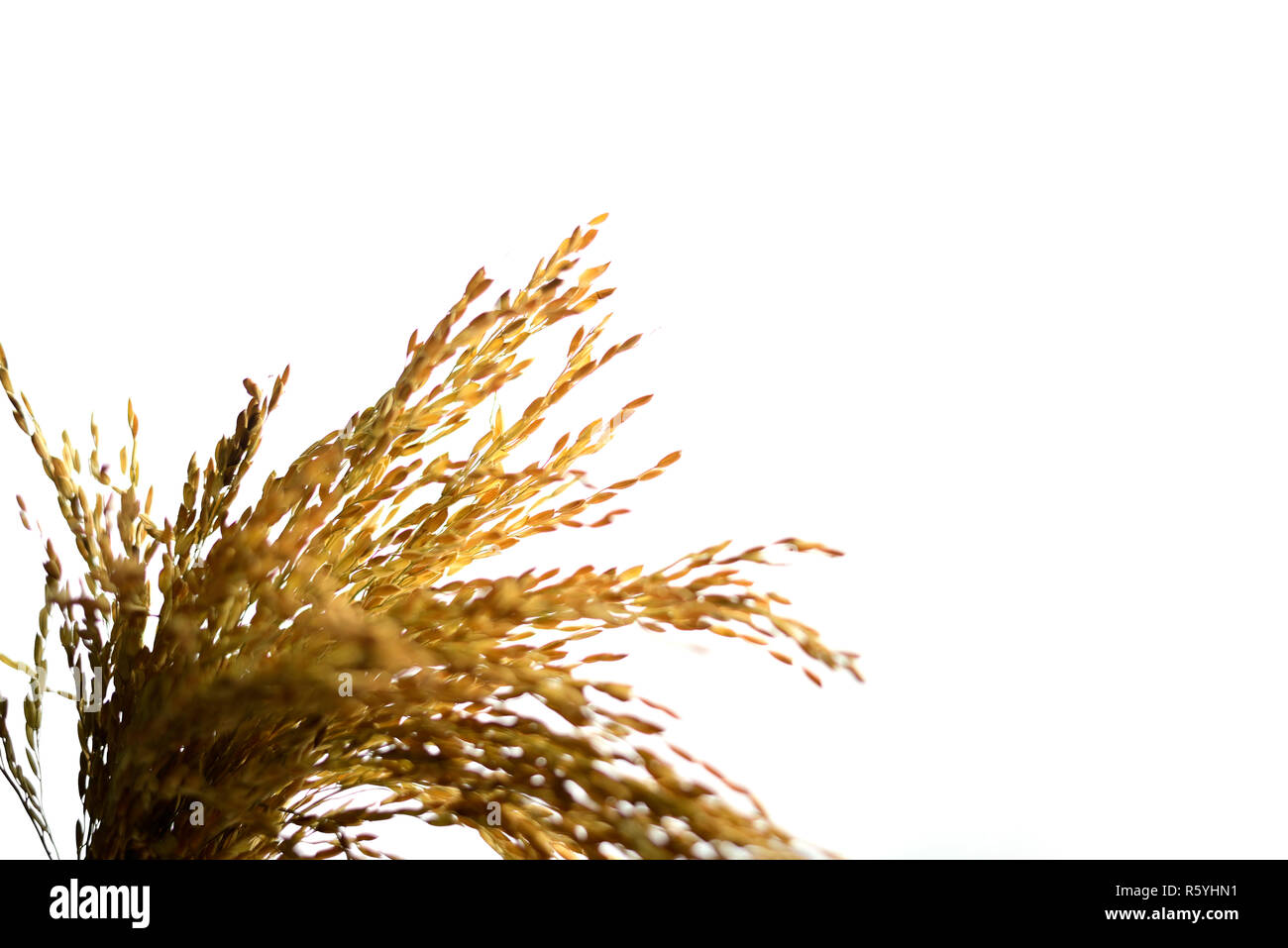 Yellow paddy rice grain isolated on white background Stock Photo - Alamy