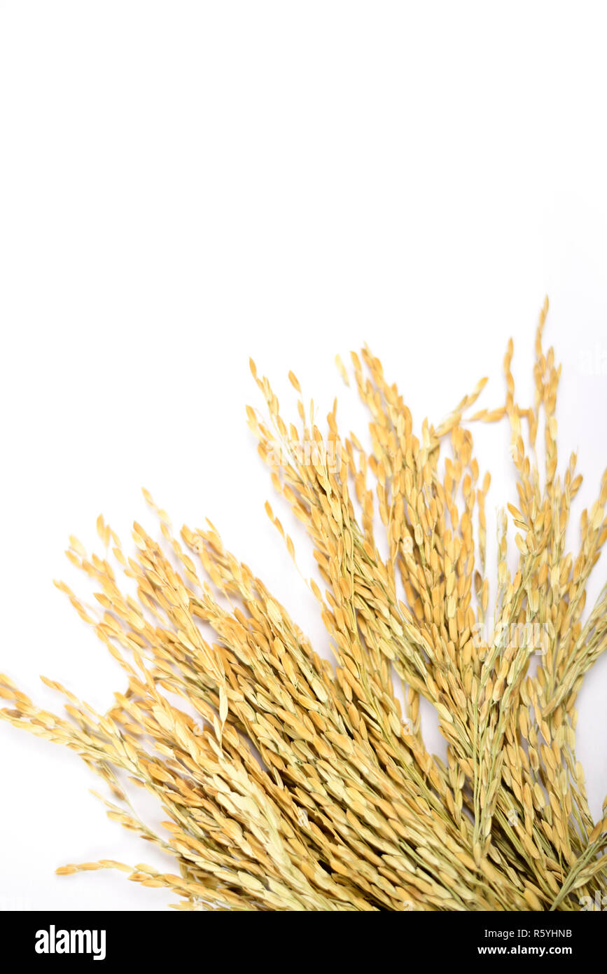 Yellow paddy rice grain isolated on white background Stock Photo - Alamy