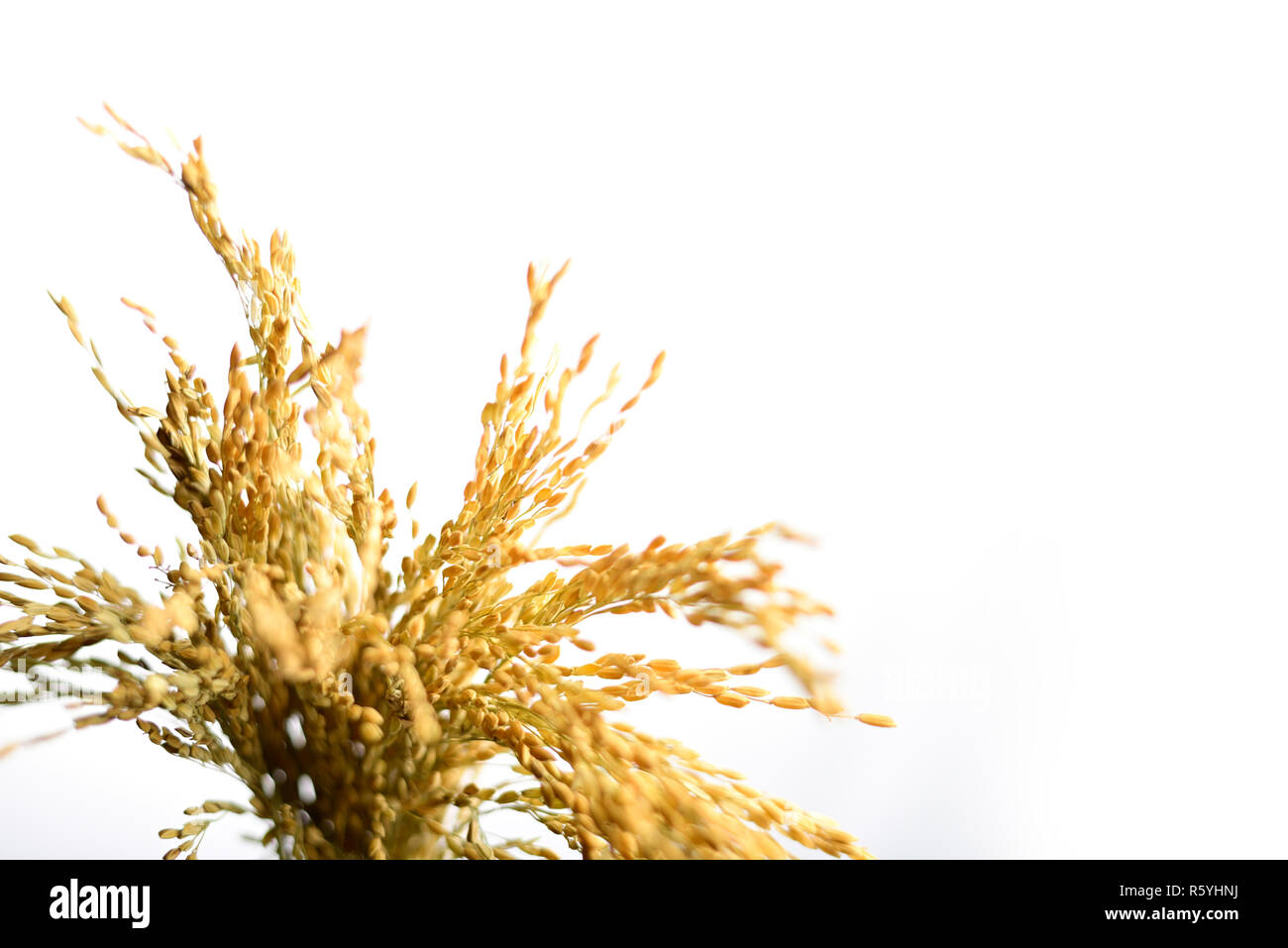 Yellow paddy rice grain isolated on white background Stock Photo - Alamy