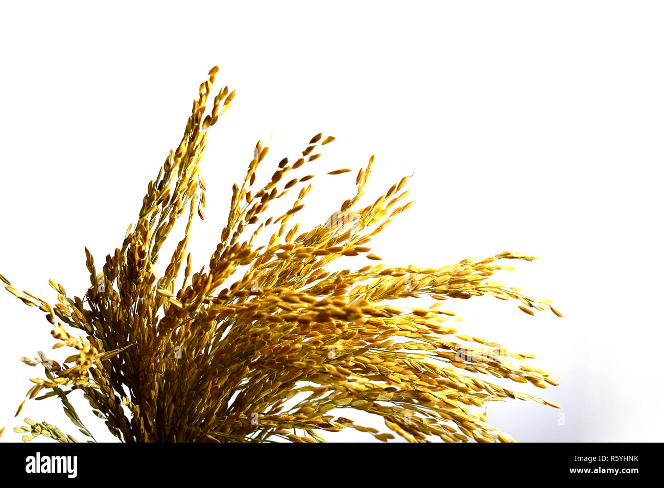 Yellow paddy rice grain isolated on white background Stock Photo - Alamy