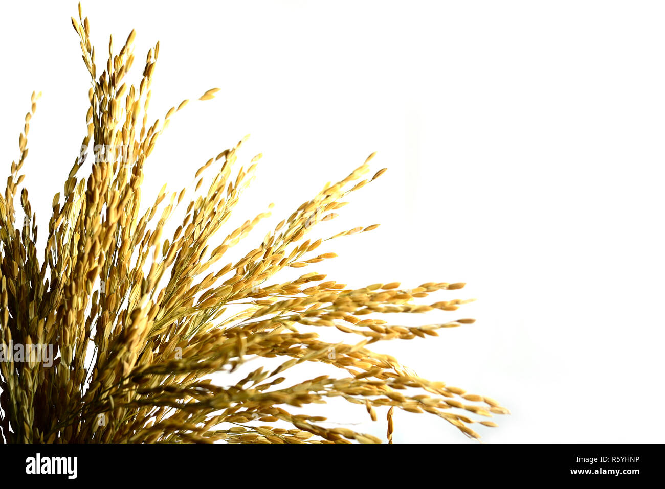 Yellow paddy rice grain isolated on white background Stock Photo - Alamy