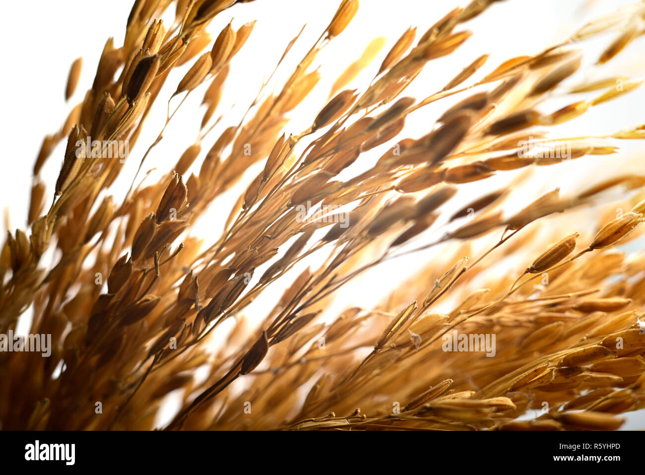 Yellow paddy rice grain isolated on white background Stock Photo - Alamy