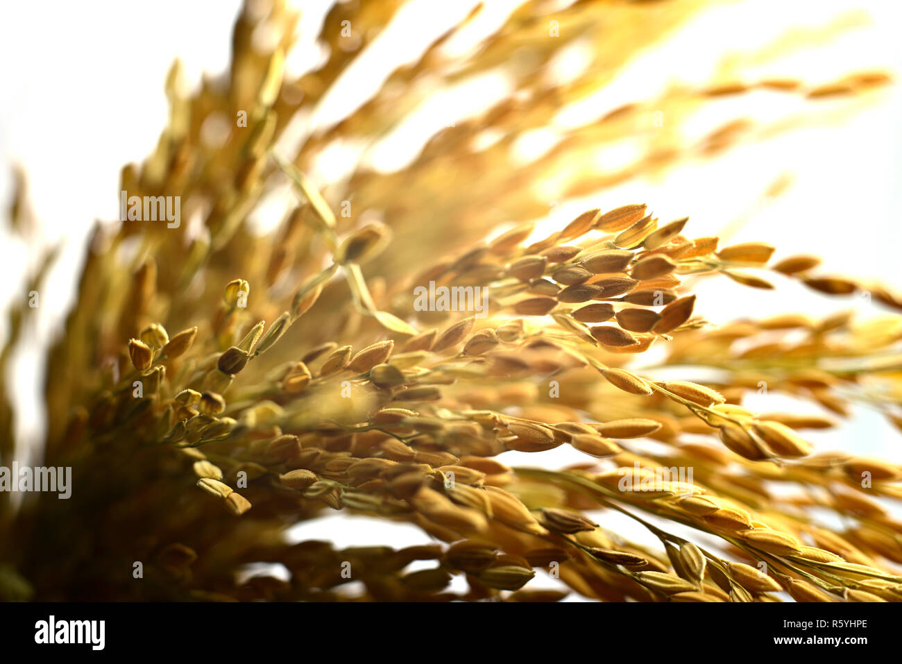 Yellow paddy rice grain isolated on white background Stock Photo - Alamy
