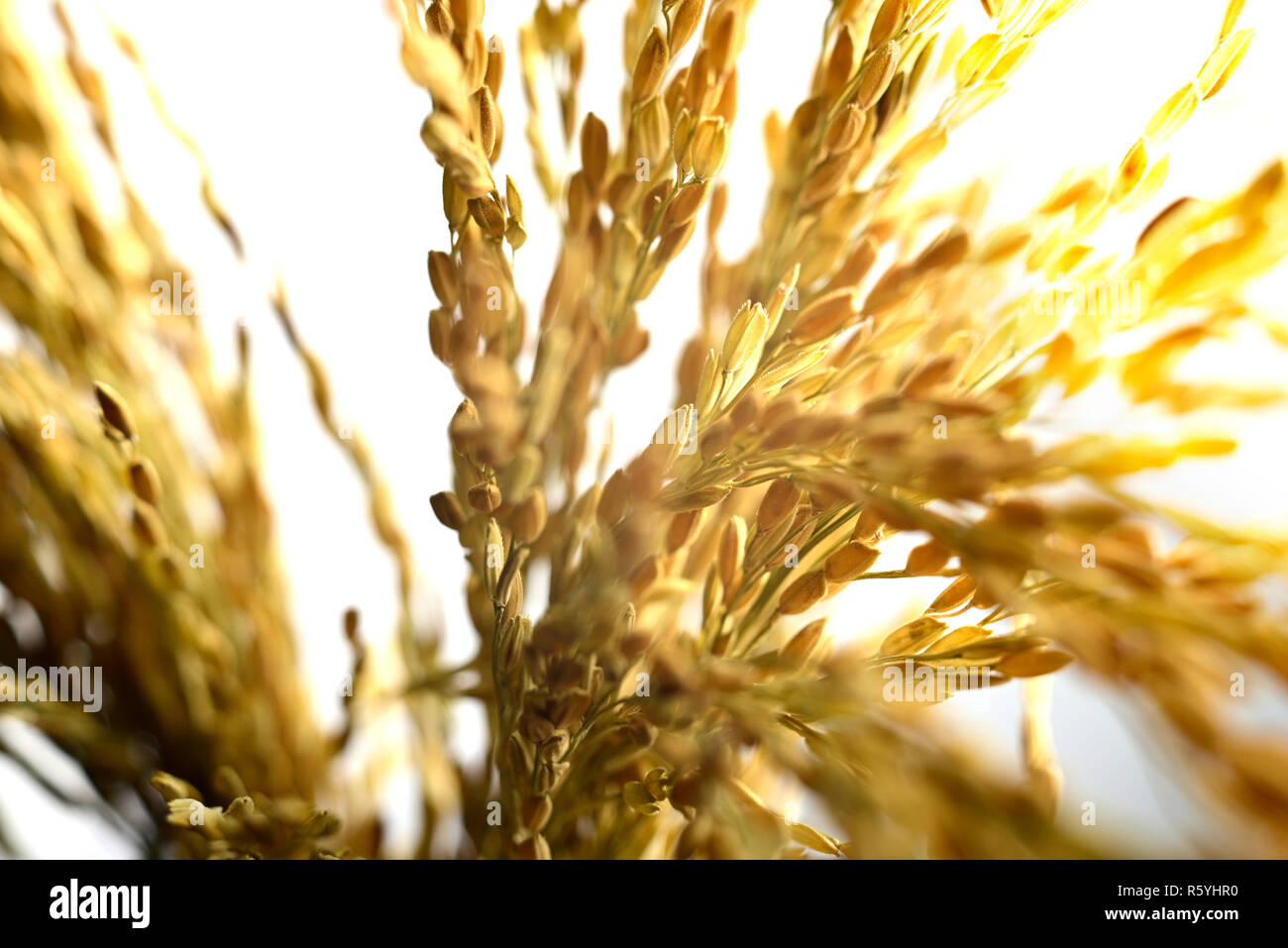 Yellow paddy rice grain isolated on white background Stock Photo - Alamy