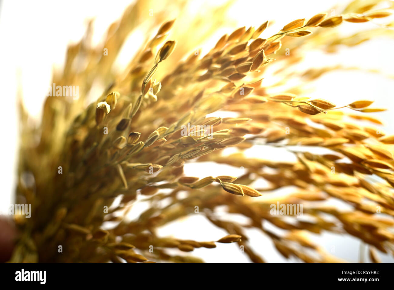 Yellow paddy rice grain isolated on white background Stock Photo - Alamy