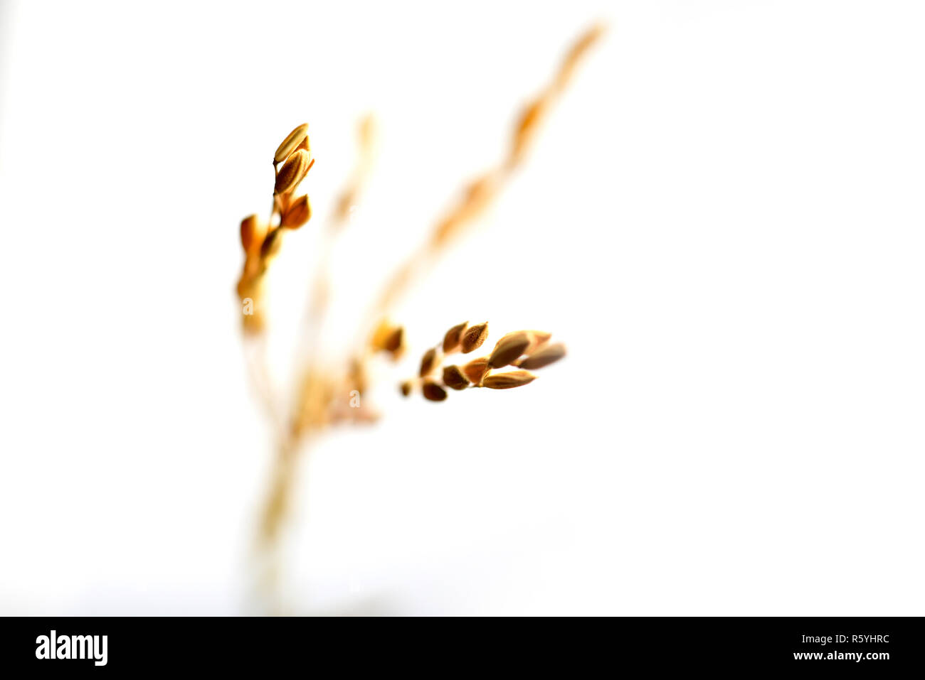 Yellow paddy rice grain isolated on white background Stock Photo - Alamy