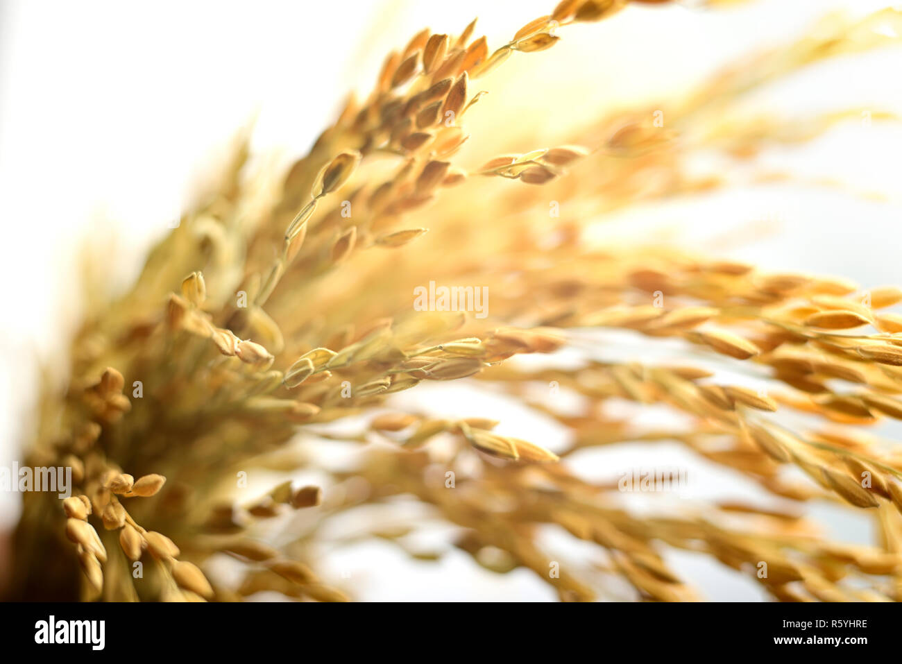 Yellow paddy rice grain isolated on white background Stock Photo - Alamy