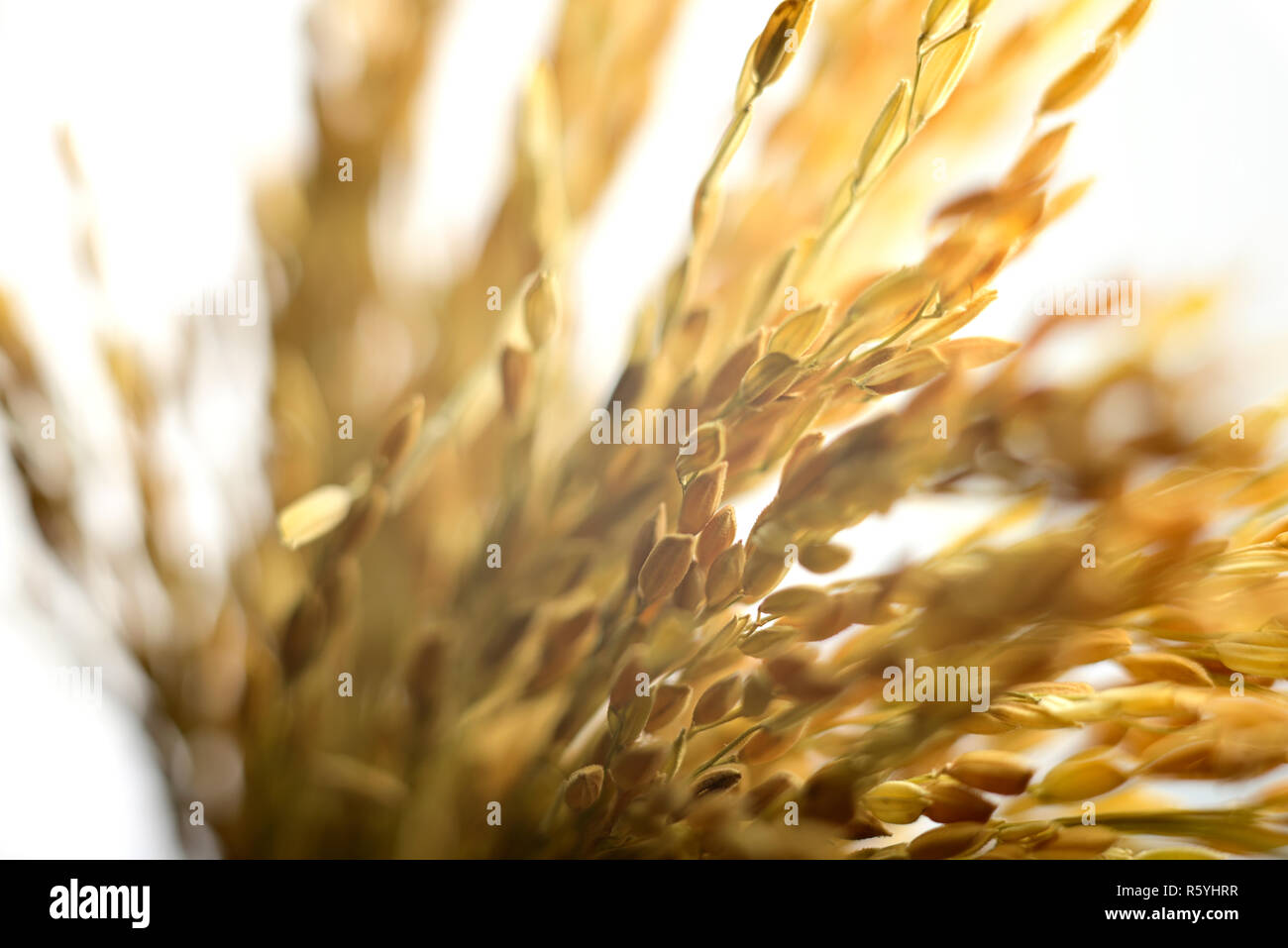 Yellow paddy rice grain isolated on white background Stock Photo - Alamy