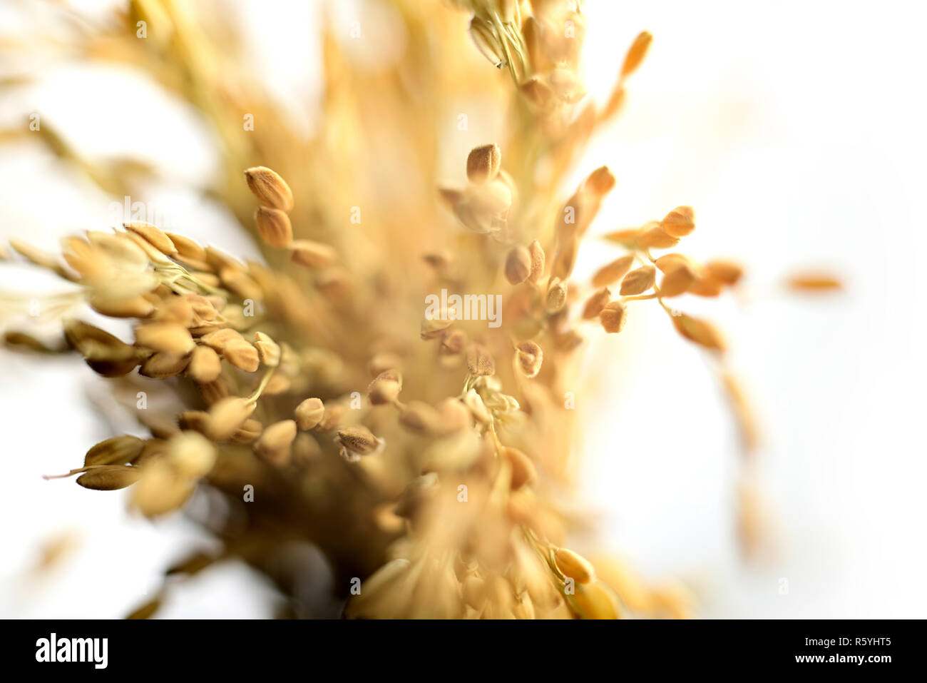 Yellow paddy rice grain isolated on white background Stock Photo - Alamy